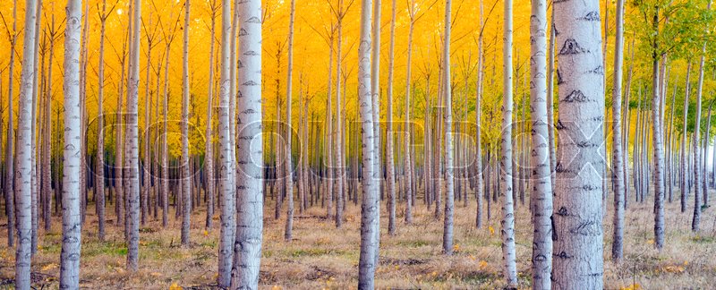 A stand of trees begins to weather the ... | Stock image | Colourbox