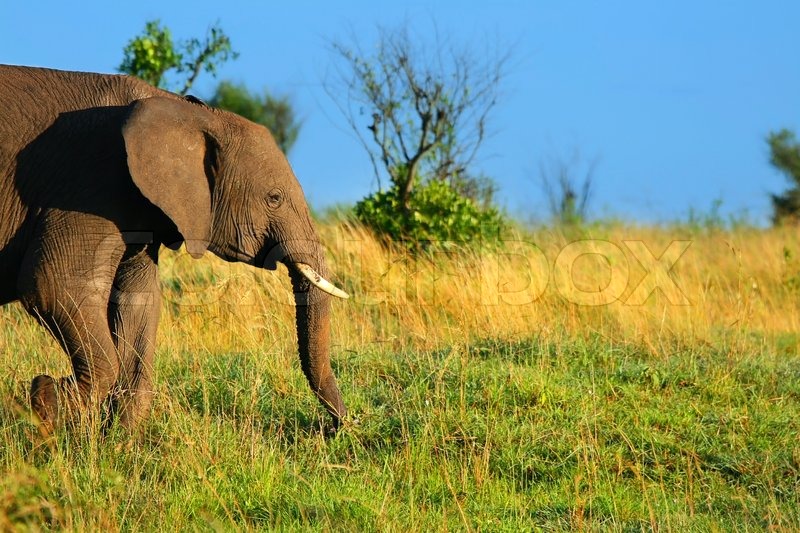 African Elephant in the wild | Stock image | Colourbox
