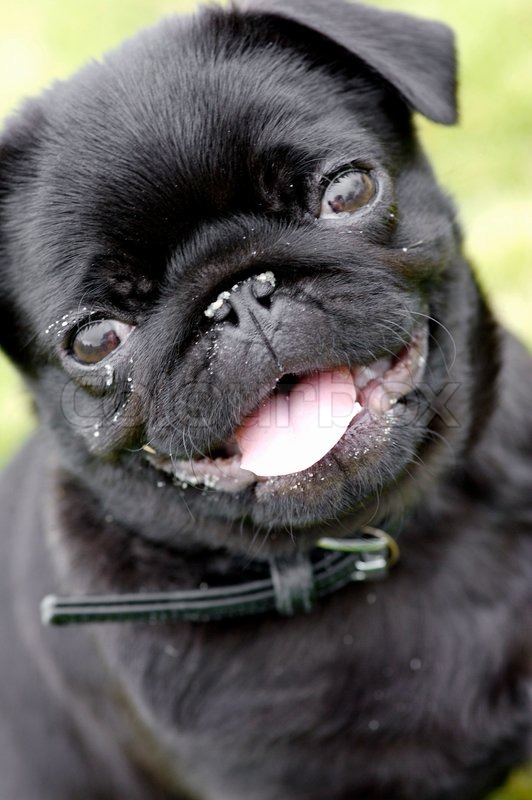 Black Pug: Facts, Genetics, Puppy Price FAQs (With, 45% OFF