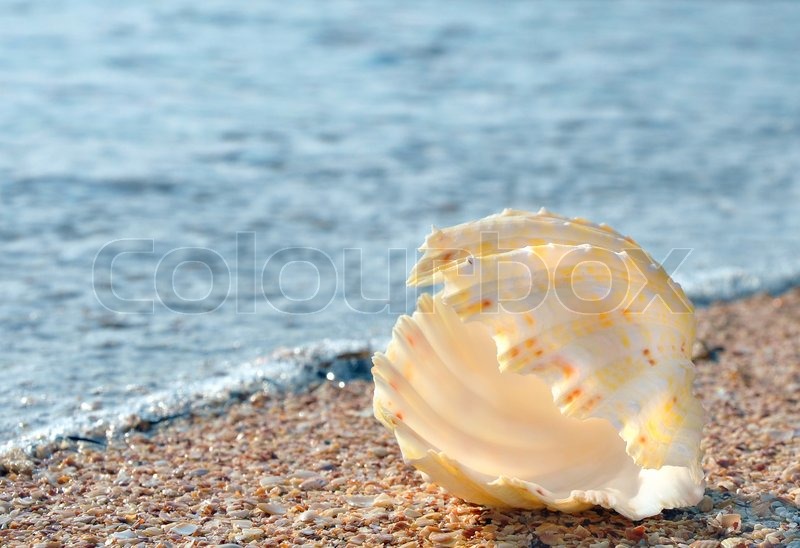 Pearl shell on the beach with water ... | Stock image | Colourbox