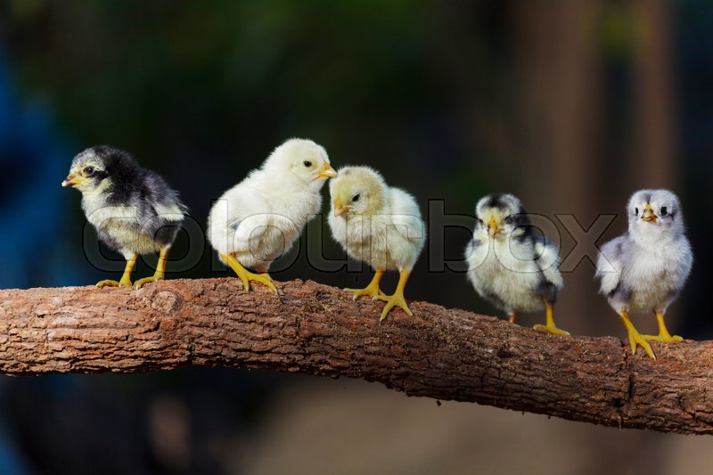Cute chicks on nature background | Stock image | Colourbox