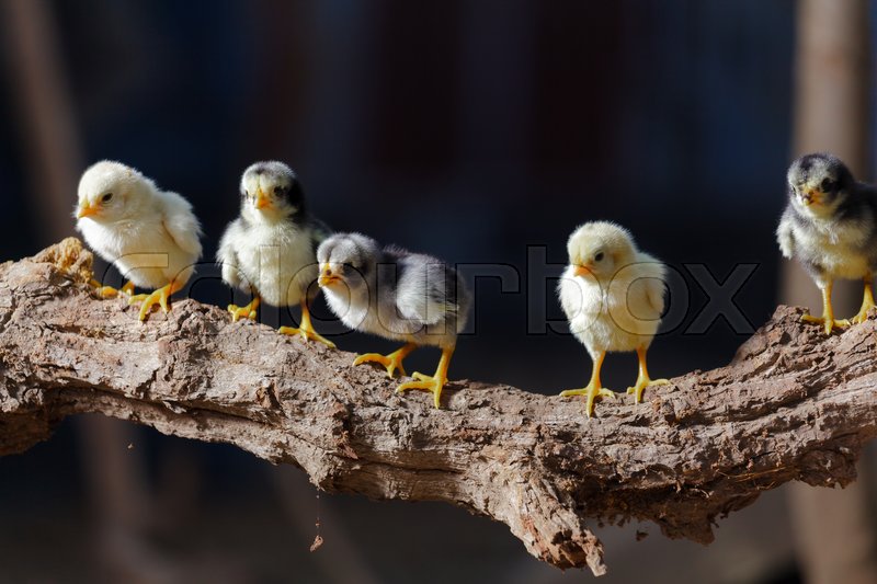 Cute chicks on nature background | Stock image | Colourbox