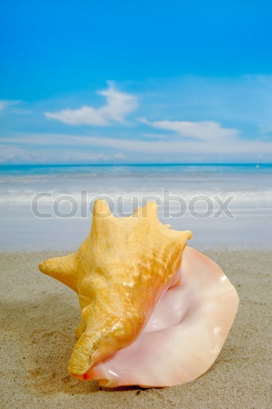 Conch on sandy beach with the sea in ... | Stock image | Colourbox