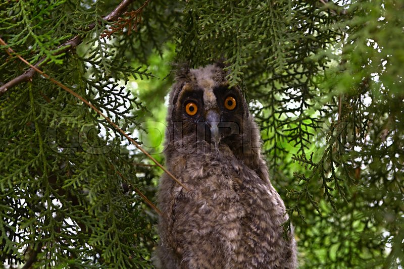 A Tawny Owl hides in a tree and foliage | Stock image | Colourbox
