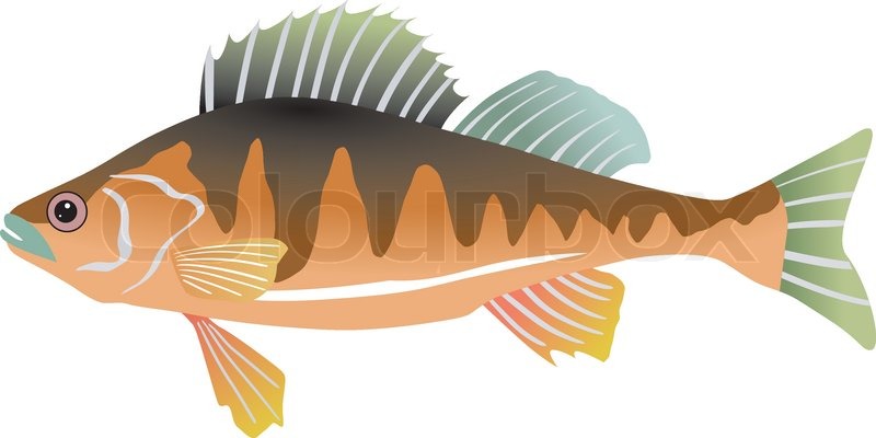 Perch | Stock vector | Colourbox