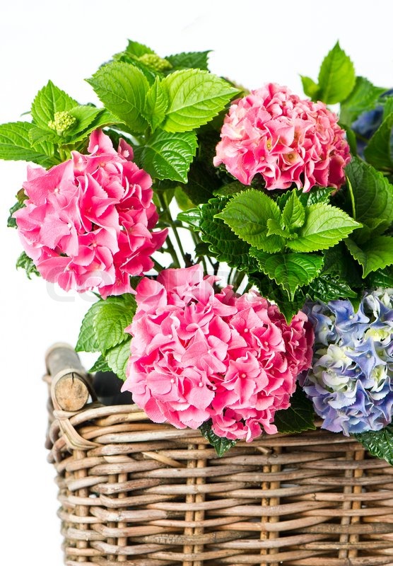 Colorful hydrangea in basket | Stock image | Colourbox