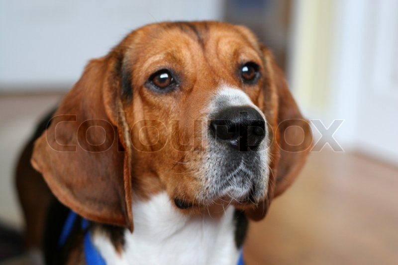 Portrait of a young beagle's face - ... | Stock image | Colourbox