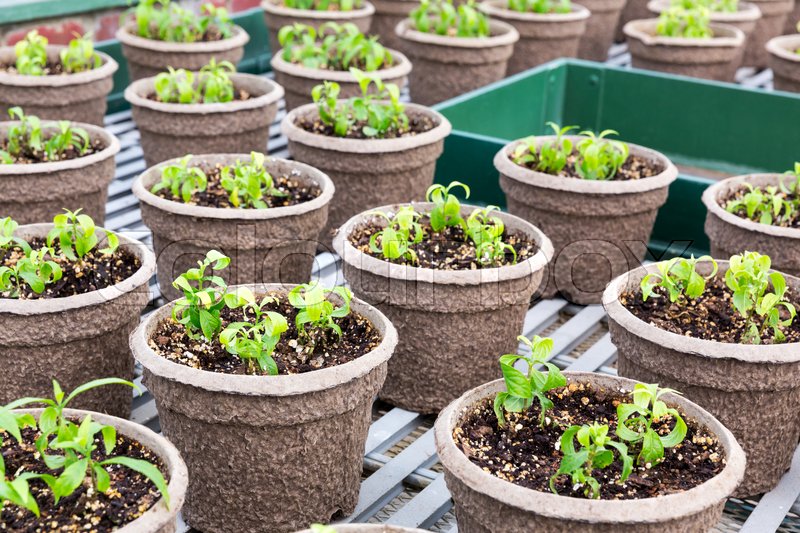 Pots with seedlings in botany garden. ... | Stock image | Colourbox