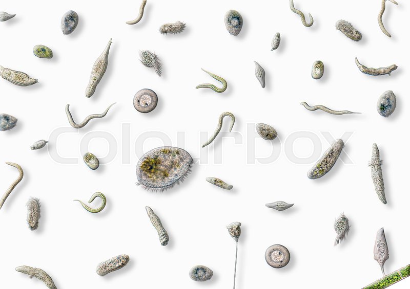 Mikroorganismus, wurm, organismus | Stockfoto | Colourbox