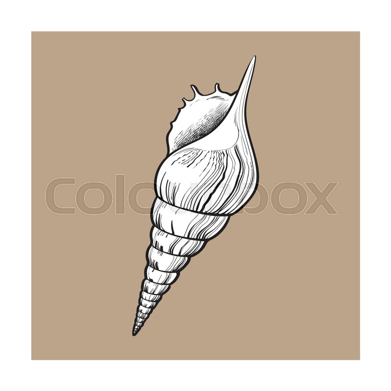 Spiral Seashell Drawings