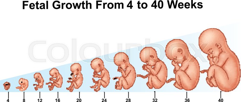 Vector illustration of Fetal growth ... | Stock vector | Colourbox