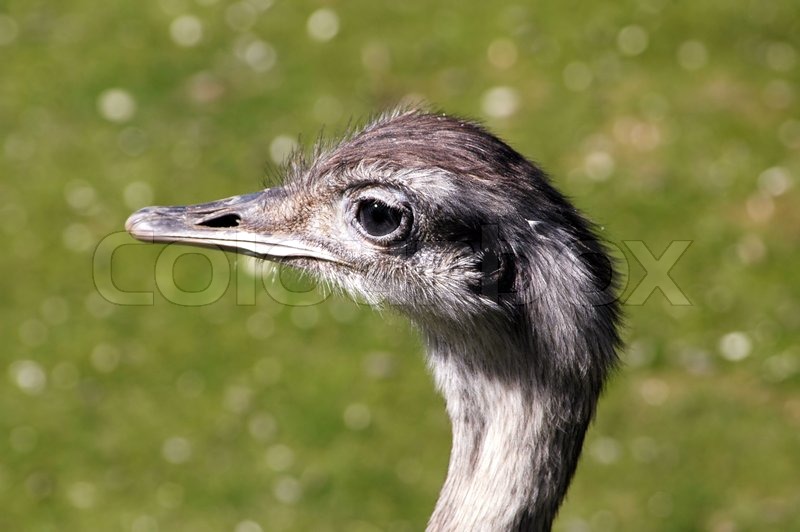 Emu in profile | Stock image | Colourbox