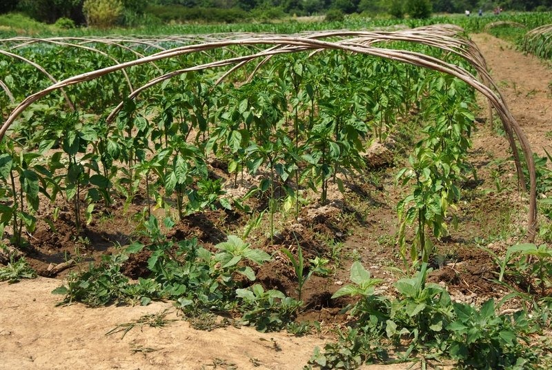 Paprika Farm