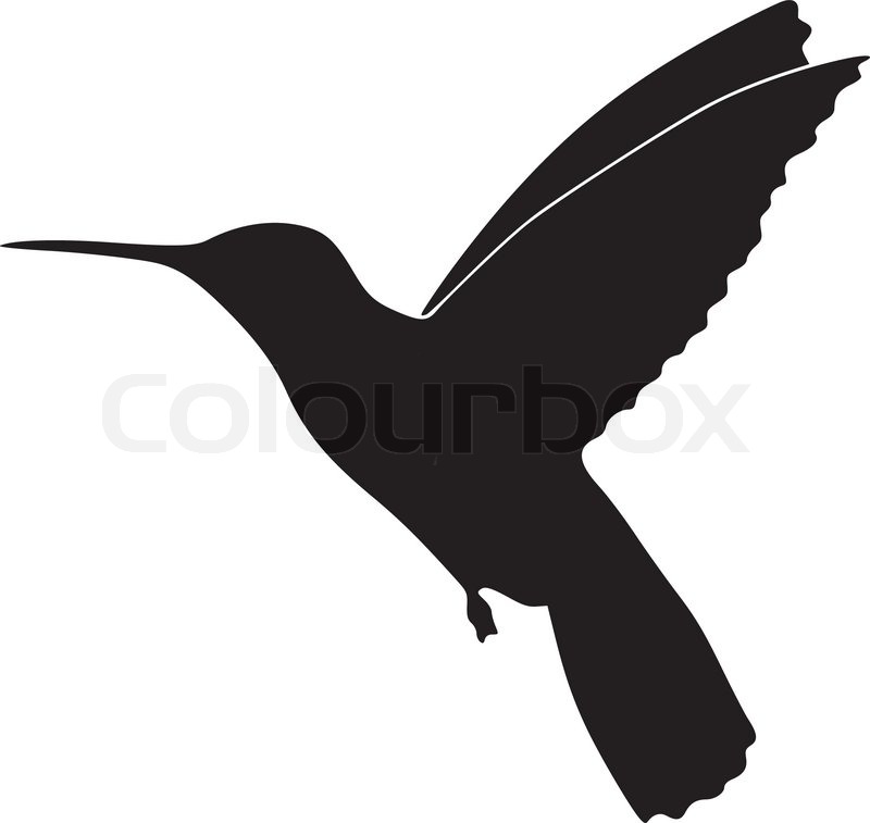 Colibri | Stock vector | Colourbox