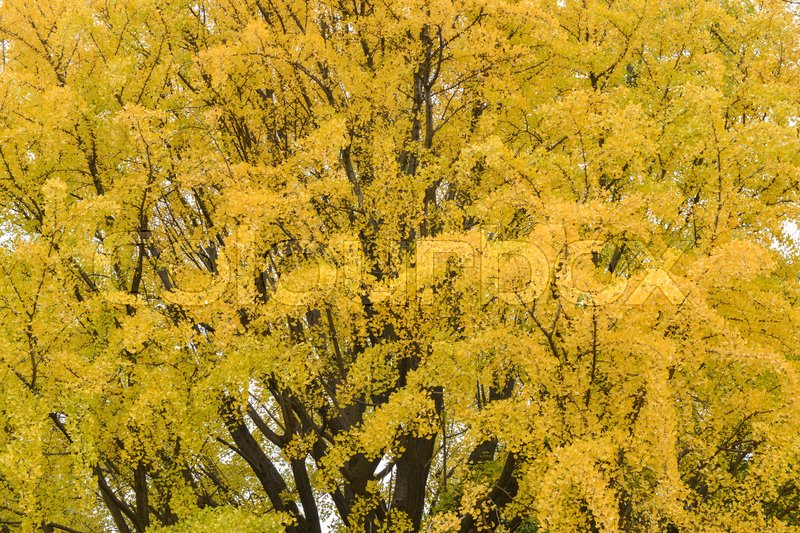 The ginkgo leaves change color as ... | Stock image | Colourbox