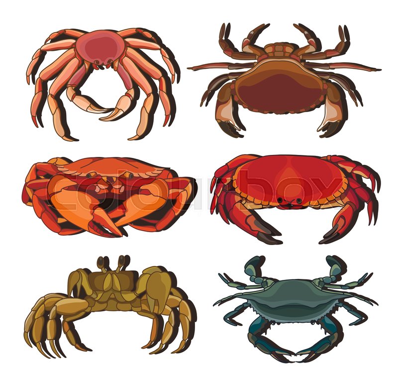 Set of vector crab icons. Vector ... | Stock vector | Colourbox