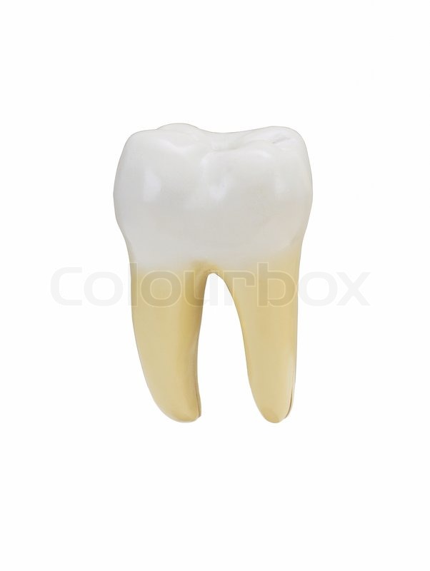 A tooth isolated on a white background | Stock image | Colourbox