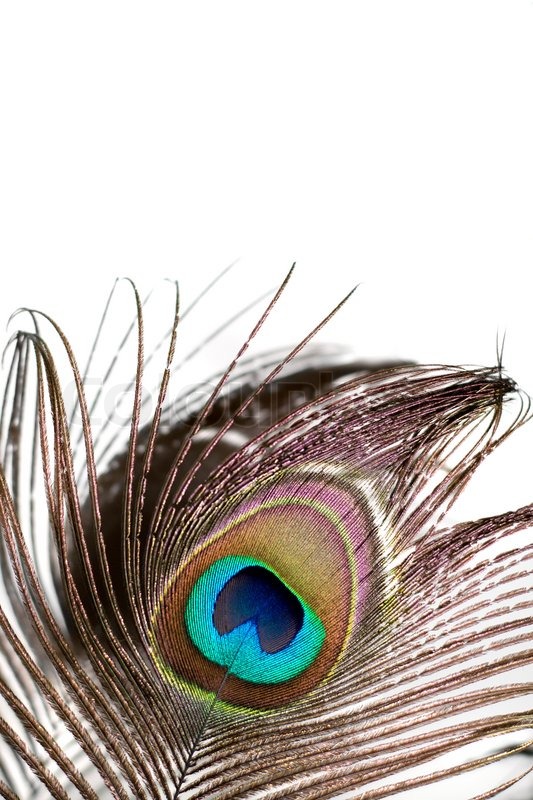 Eine schöne Pfauenfeder isoliert über ... | Stock Bild | Colourbox