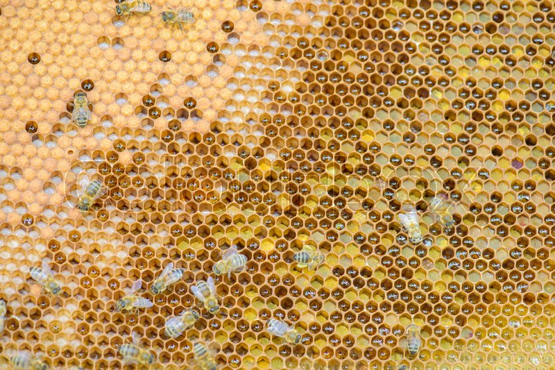 Hive | Stock image | Colourbox