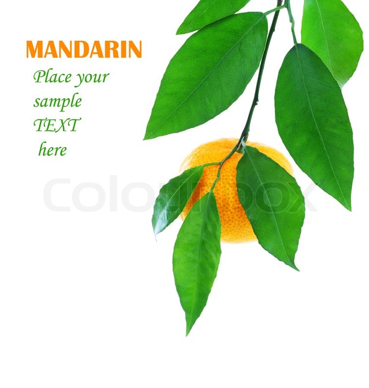 Ripe fresh mandarin with leaves ... | Stock image | Colourbox
