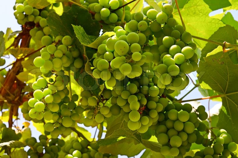 Cluster of green grape growing in ... | Stock Photo | Colourbox