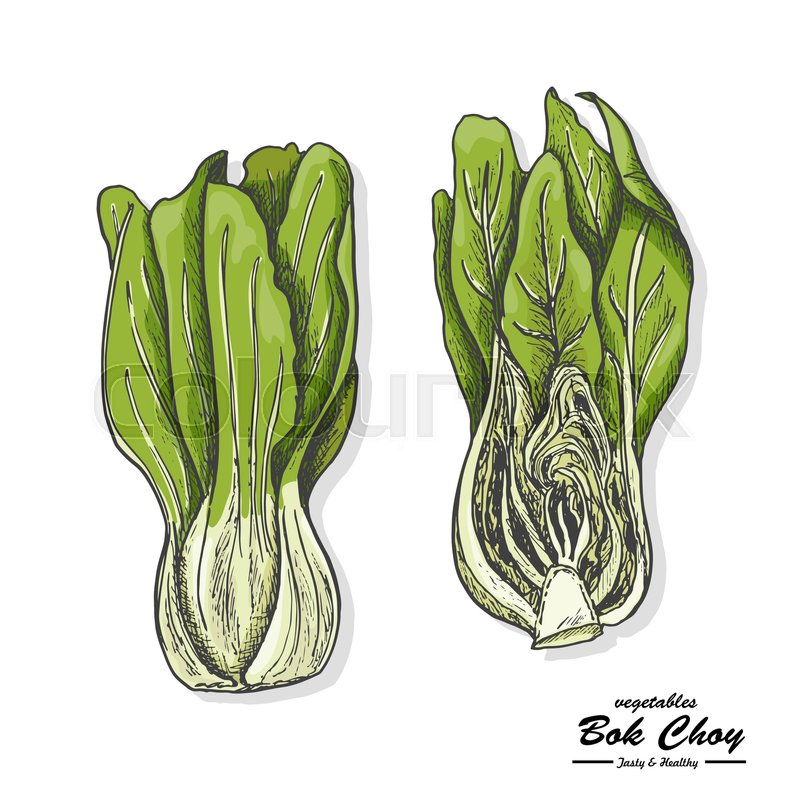 Colored Bok choy in sketch style. ... | Stock vector | Colourbox