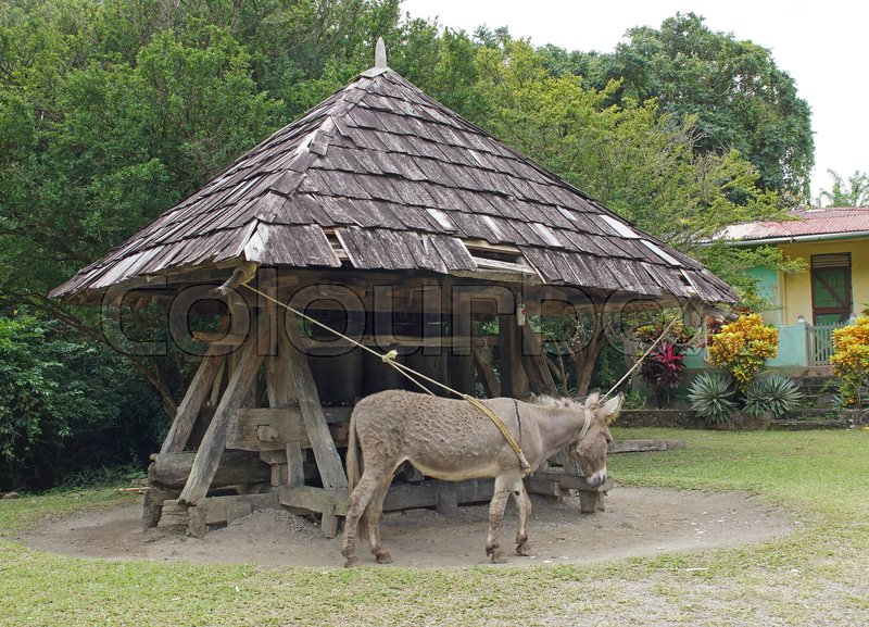 Donkey working on a historic cane mill, ... | Stock image | Colourbox