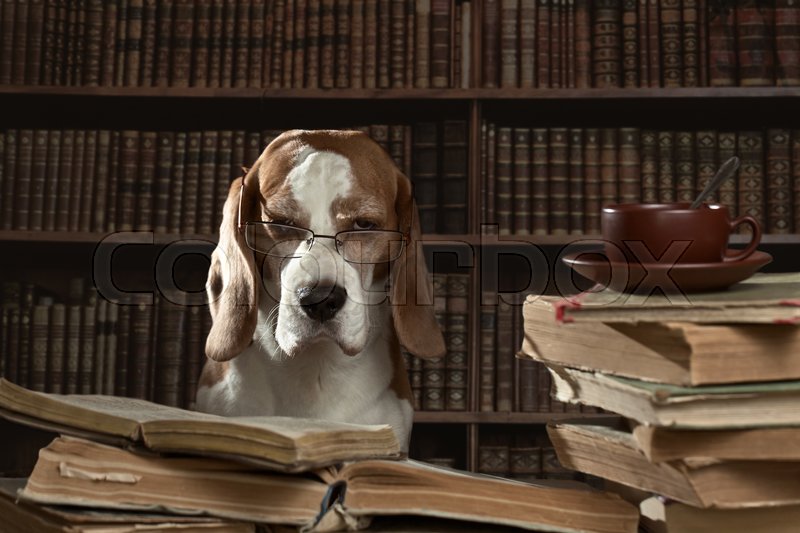 Dog Studying Gif