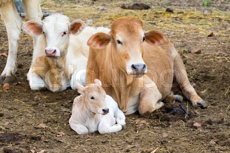 Image of a cow relax on nature ... | Stock image | Colourbox