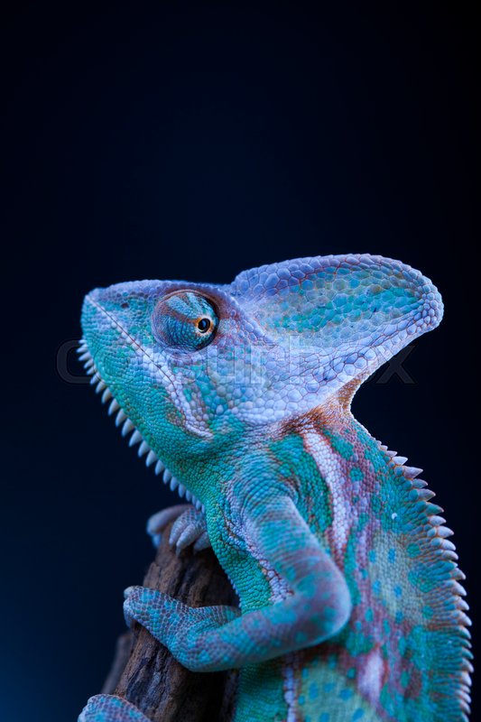 Veiled Chameleon Wallpaper