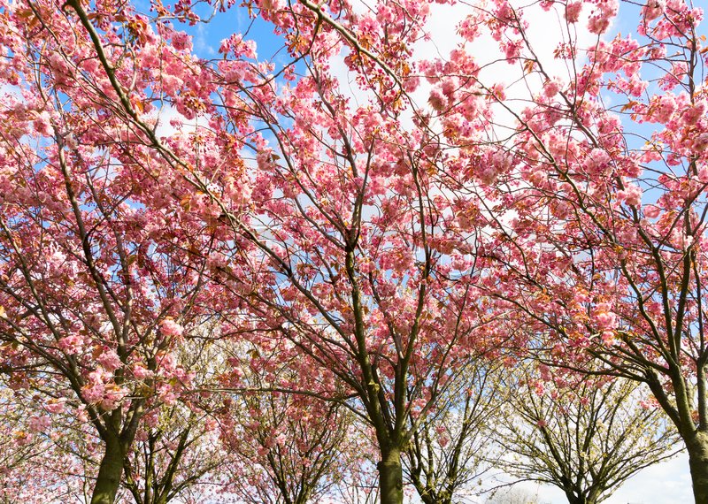 Blooming pink cherry tree with flowers ... | Stock image | Colourbox