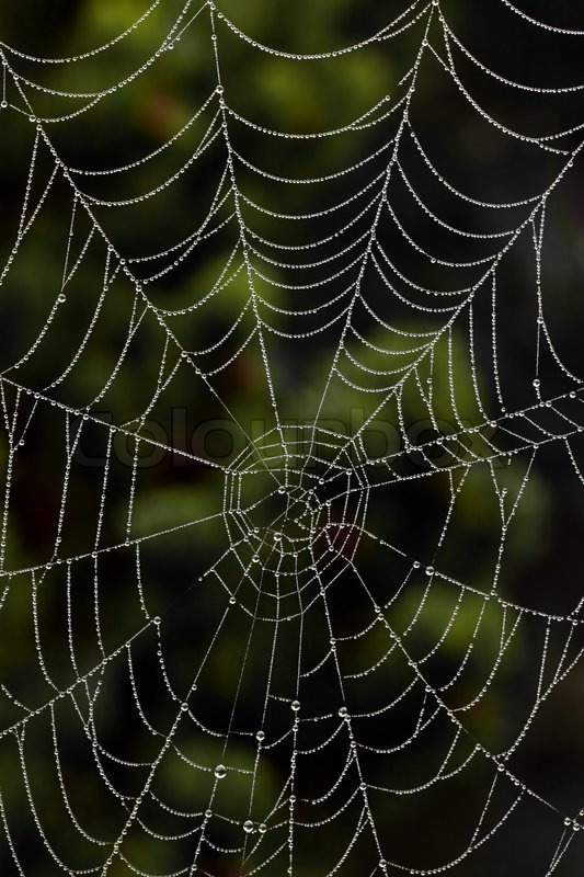 Das Spinnennetz von einer Spinne im ... | Stock Bild | Colourbox