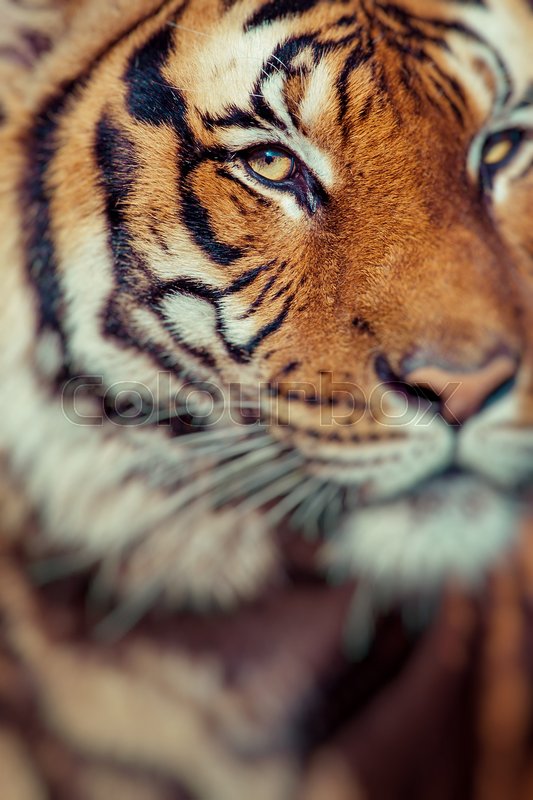 Beautiful Tiger Face