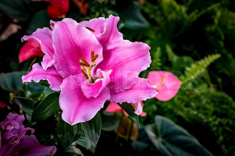 Top view image of pink lily flowers | Stock image | Colourbox
