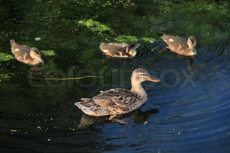 The female duckling is in the ... | Stock image | Colourbox