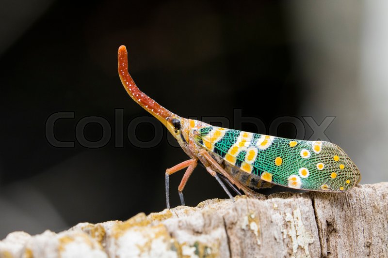 Pyrops Candelaria