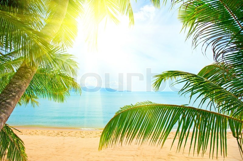 Schöner Strand mit Palmen über den ... | Stock Bild | Colourbox