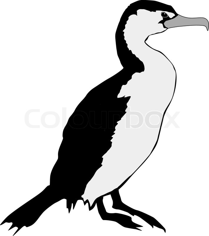 Gannet | Stock vector | Colourbox