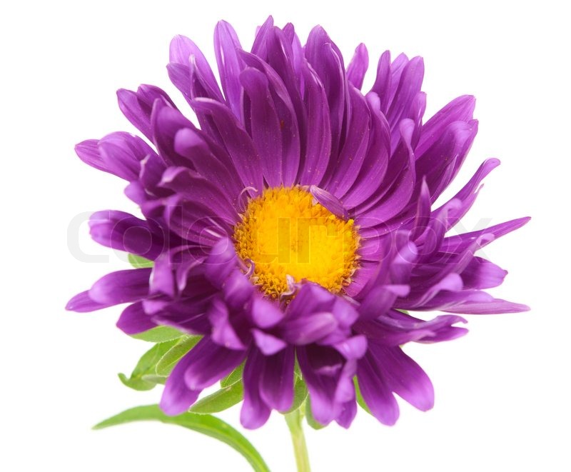 Aster on a white background | Stock image | Colourbox
