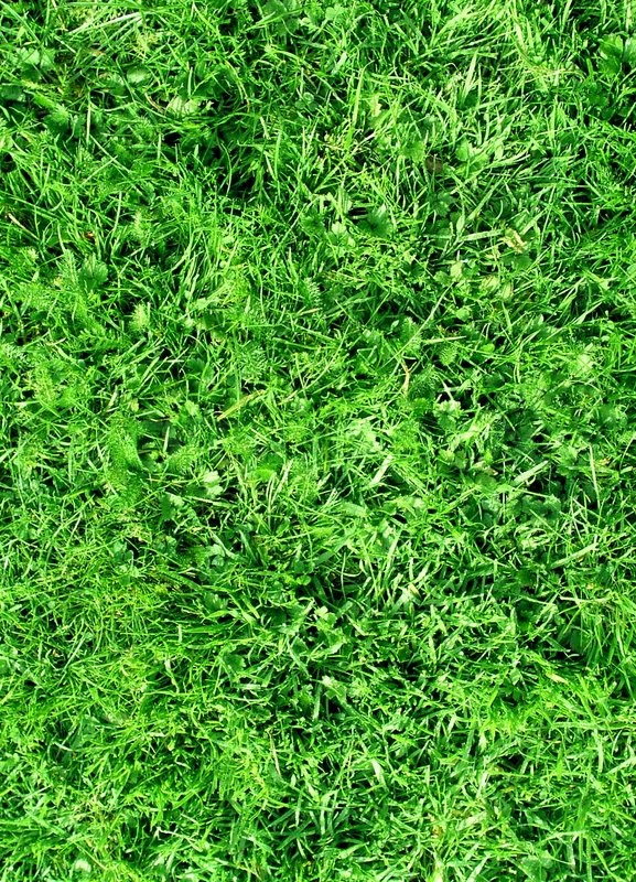 Field of short grass close upf for you | Stock image | Colourbox