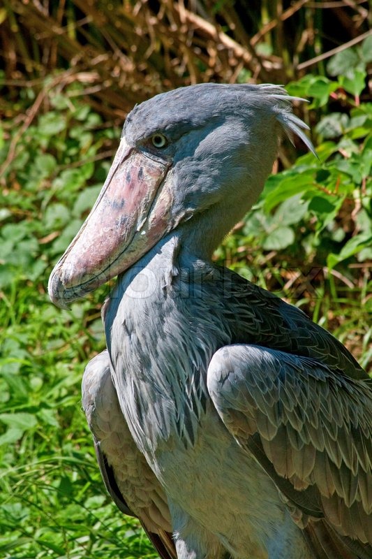 Die Shoebill im Zürcher Zoo | Stock Bild | Colourbox