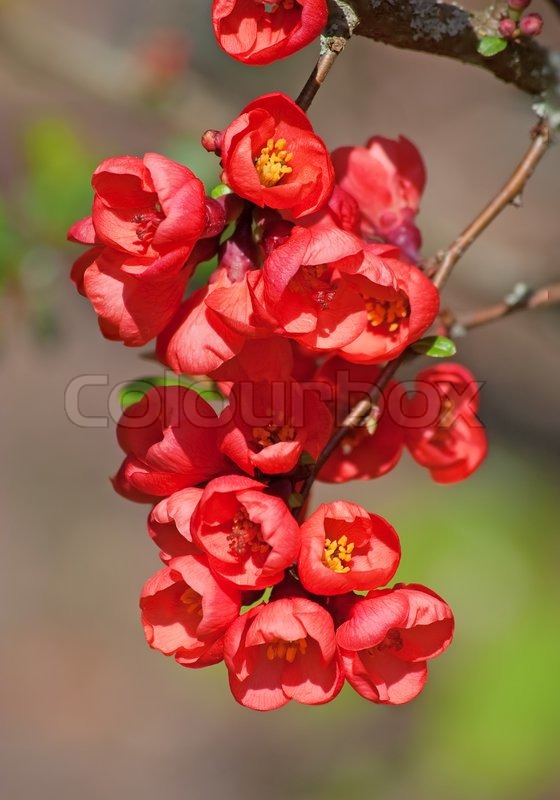 Red "japanese cherry" flowers in the ... | Stock image | Colourbox