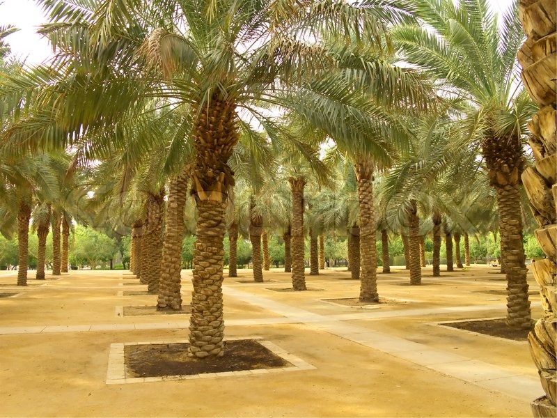 Palm garden in the Riyadh city, Saudi ... | Stock image | Colourbox