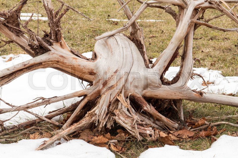 Dying Tree Roots