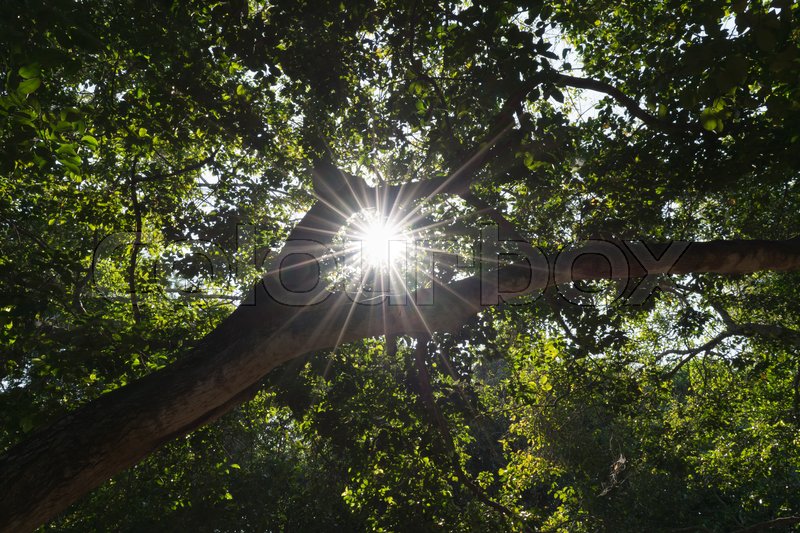 Beautiful of Sun streaming through the ... | Stock image | Colourbox