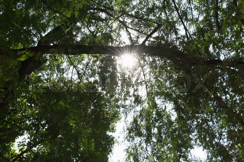 Beautiful of Sun streaming through the ... | Stock image | Colourbox