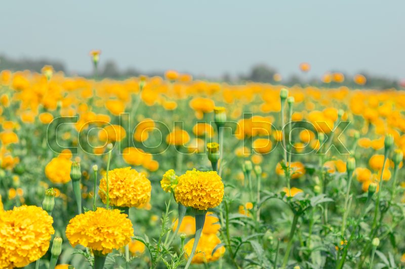 Yellow Marigold Flower Field