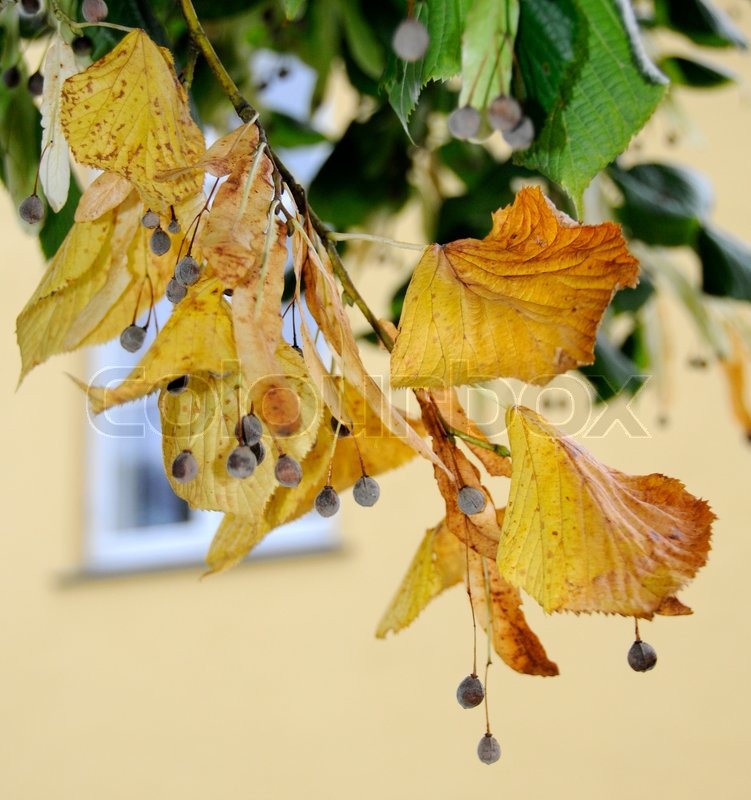 Lindetræ | Stock foto | Colourbox