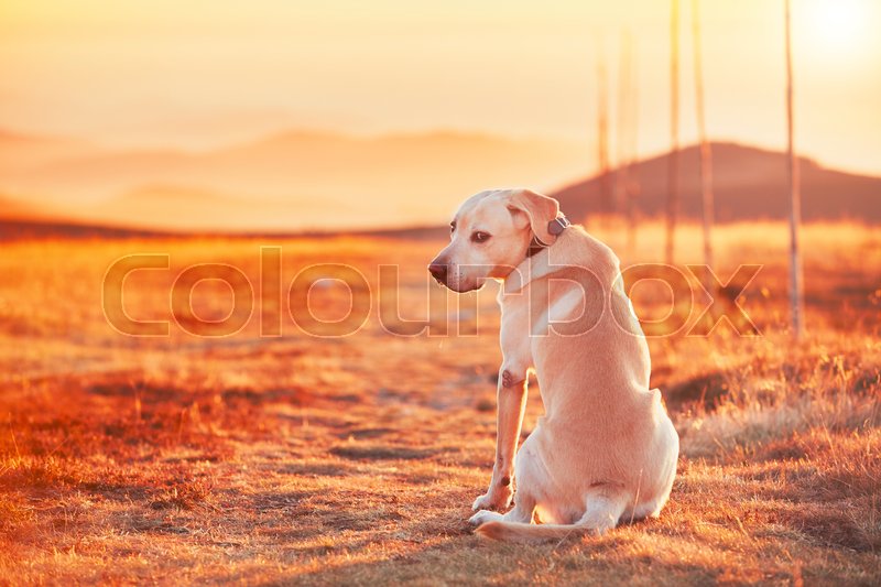 Dog at the sunset. Yellow labrador ... | Stock image | Colourbox