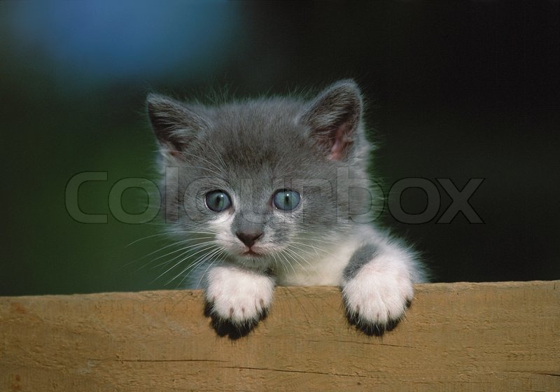Kitten | Stock image | Colourbox